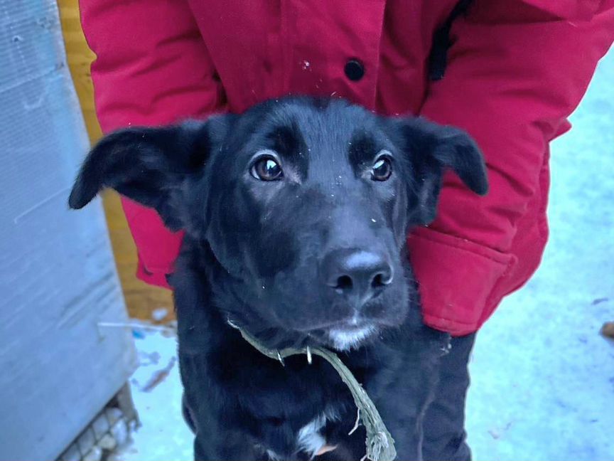 Глаза Блинчика полны тоски. Щенок из приюта