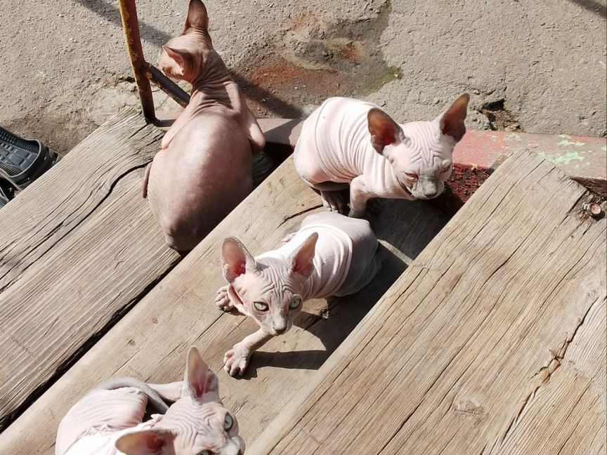 Канадский сфинкс