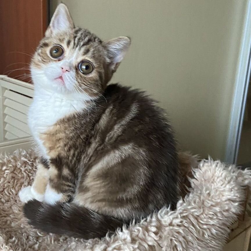 Шотландская прямоухая