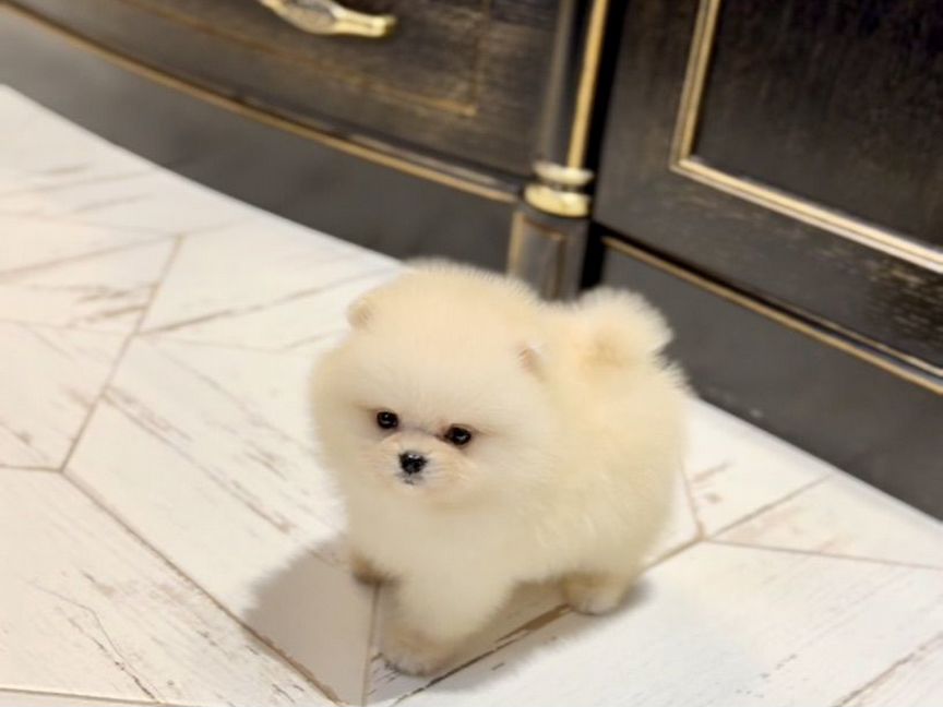 Померанец мальчик медведь шпиц