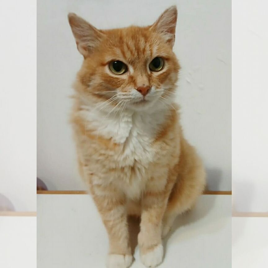 Взрослая, кошка в добрые руки