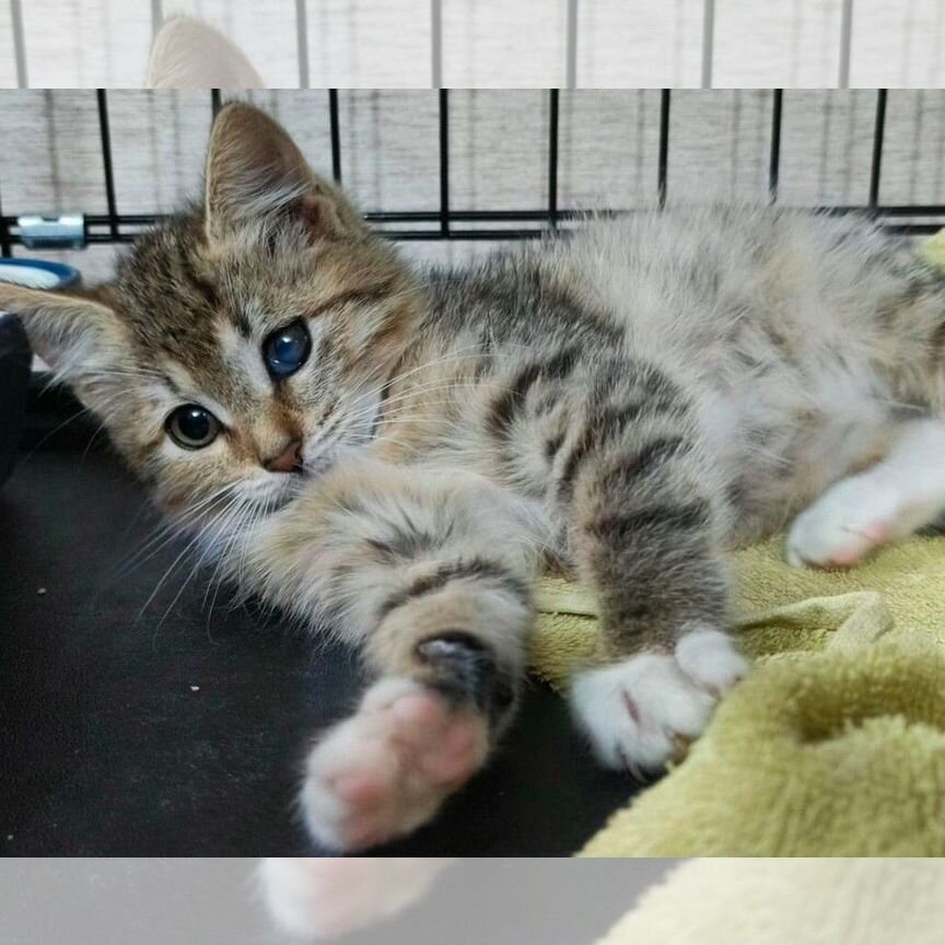 Особенная кошечка (2 мес.)в добрые руки