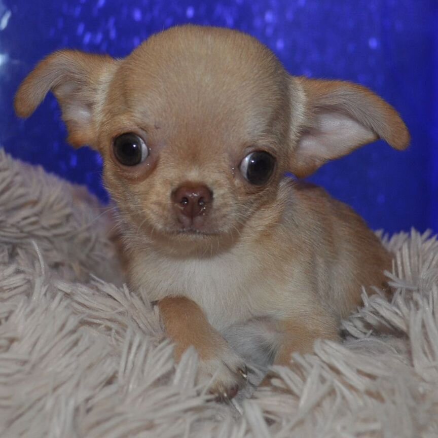 Чихуахуа, щенок