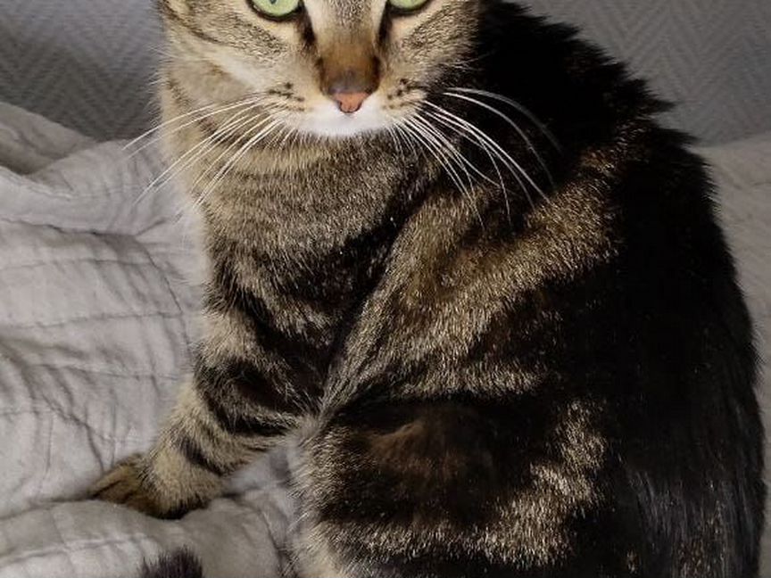 Котик в добрые руки