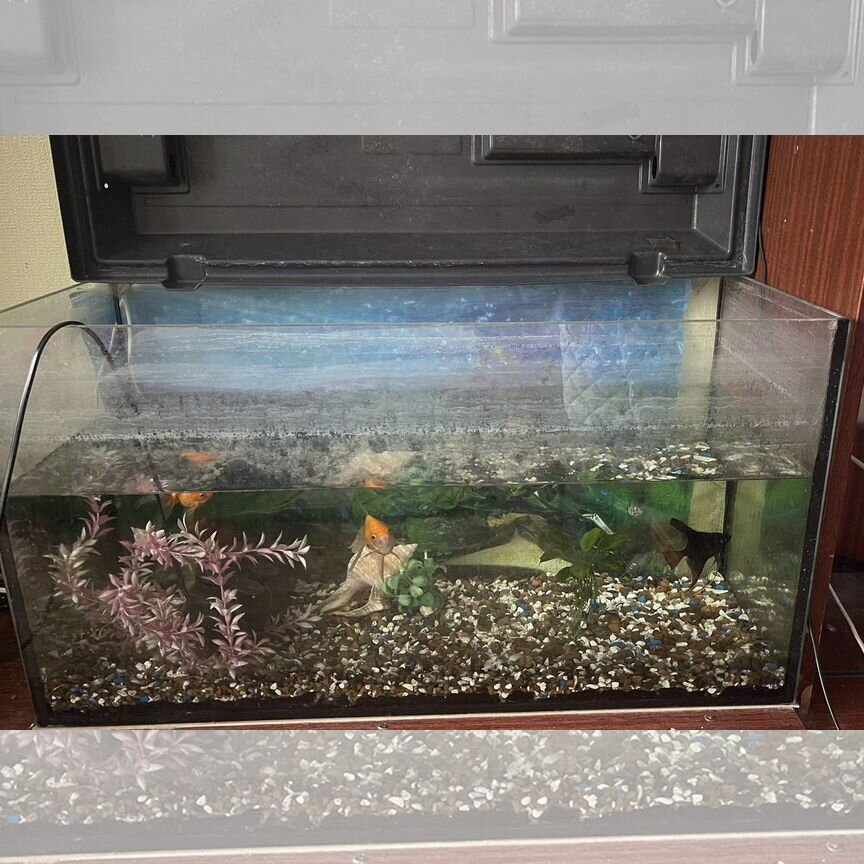 Аквариум и рыбки