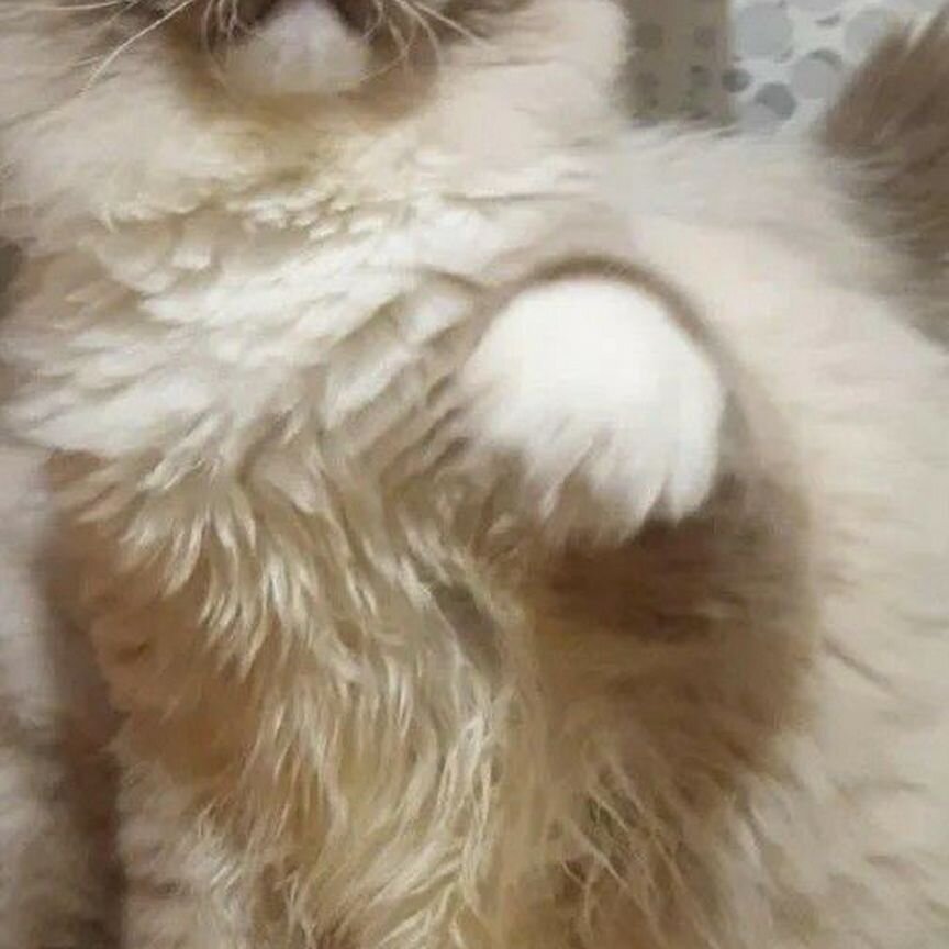 Мальчик рэгдол митед