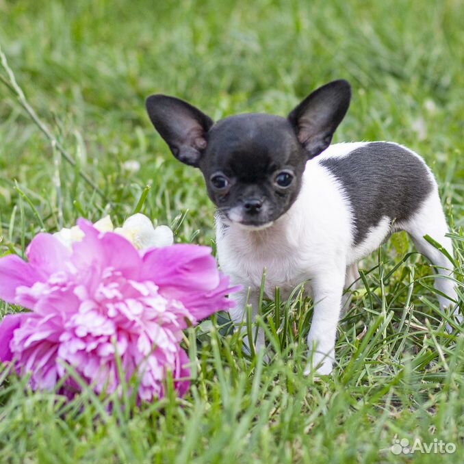 Чихуахуа очаровательная мини девочка