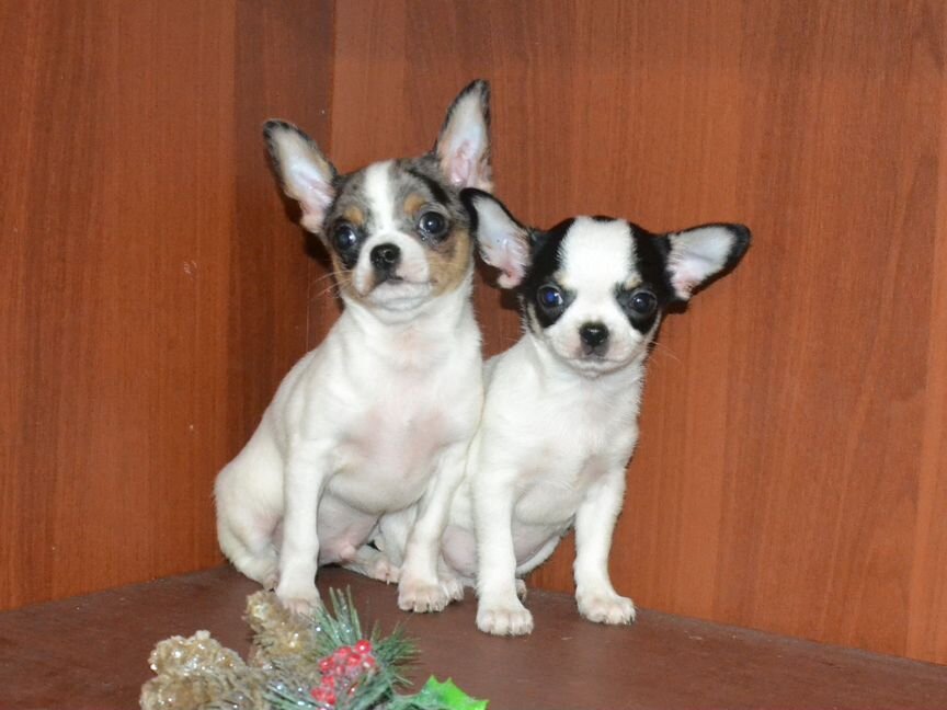 Чихуахуа миниатюрные