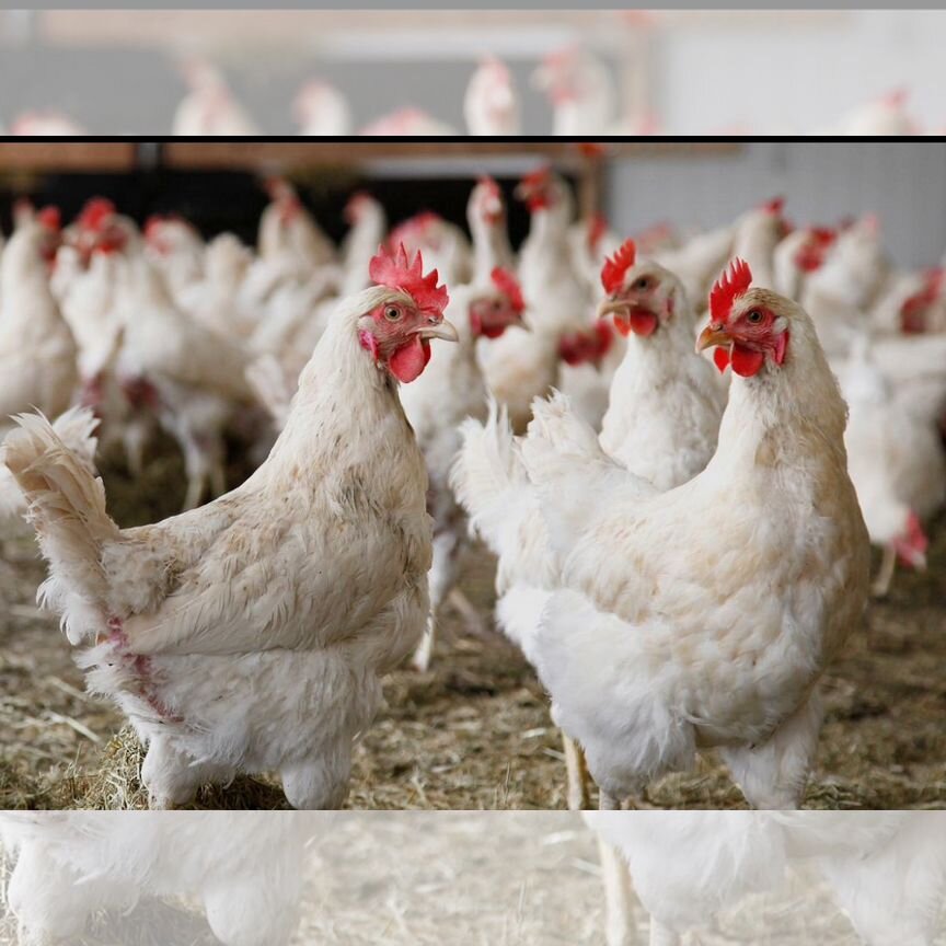 Куры несушки