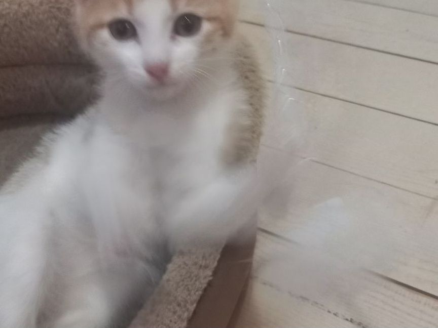 Котята котик котенок