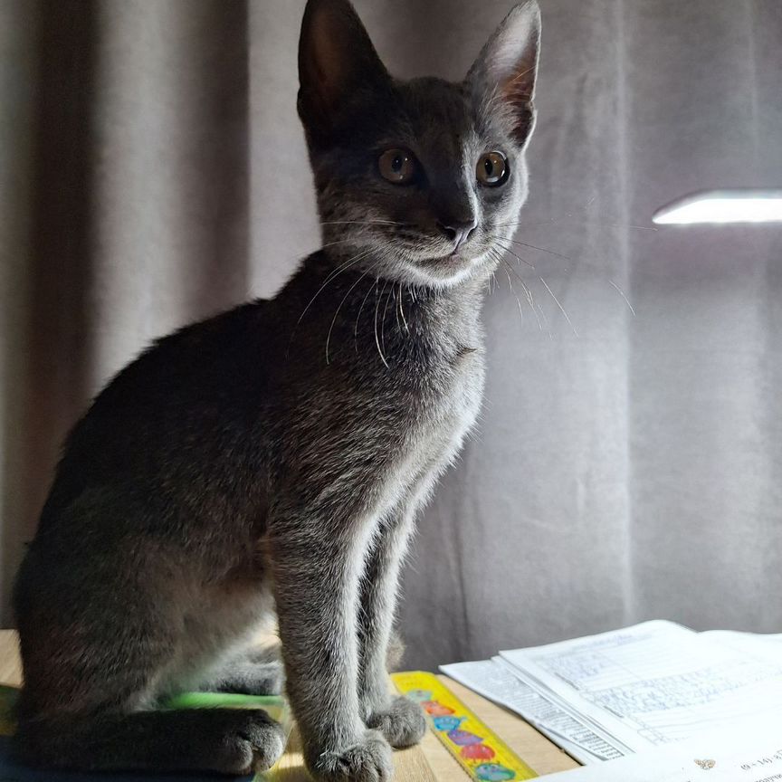 Котики бесплатно в добрые руки