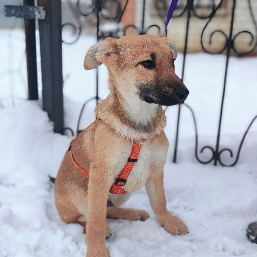 Щенок в добрые руки