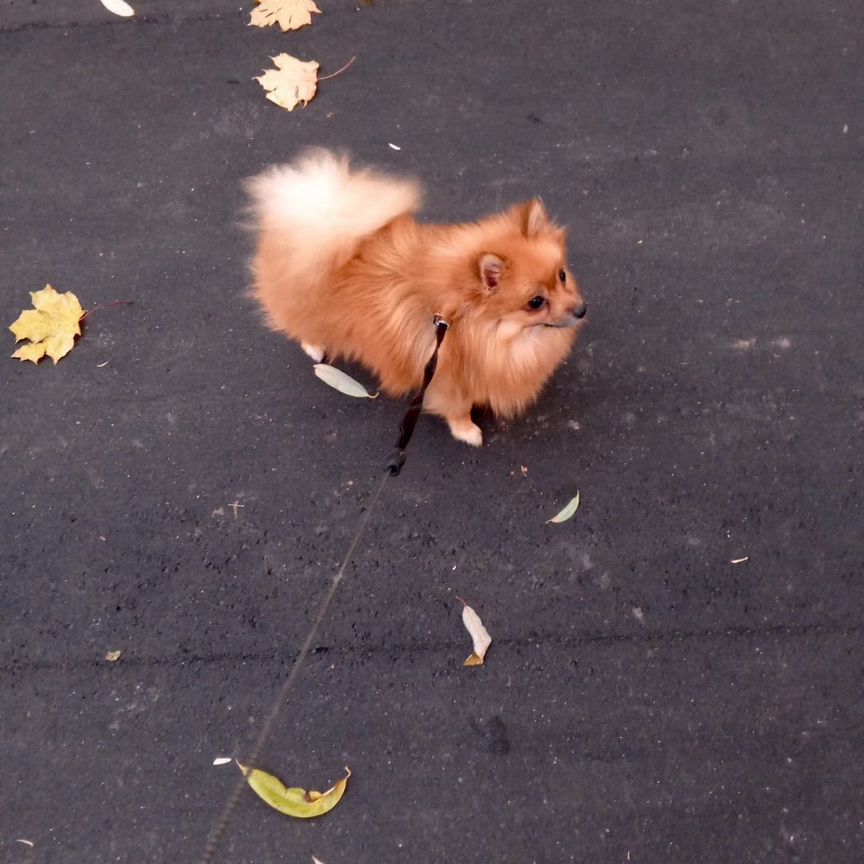 Померанский шпиц