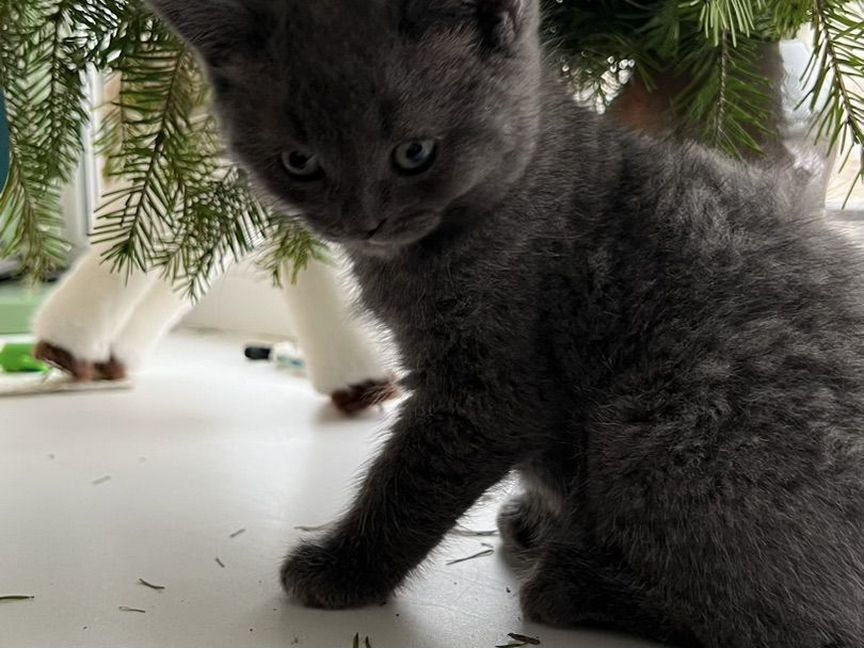 Британские котята