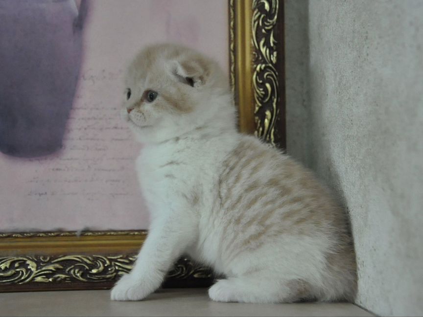 Шотландский котенок шоу класса