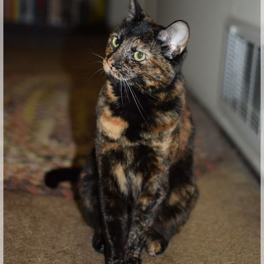 Взрослая, кошка в добрые руки