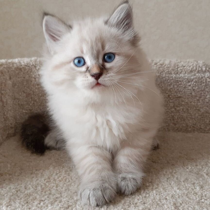 Чудесные невские маскарадные котята