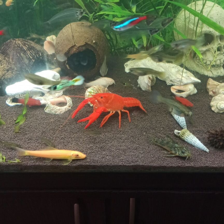 Калифорнийский рак