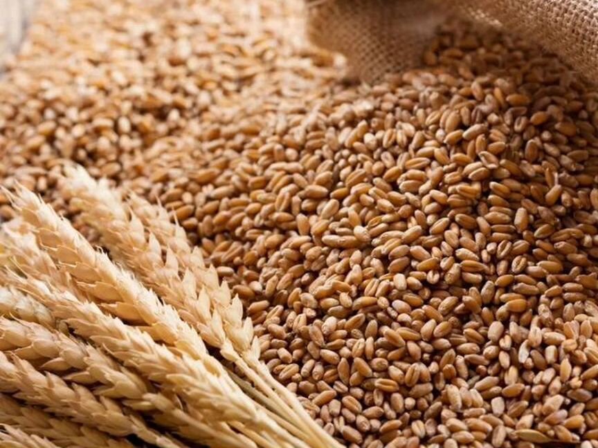 Пшеница