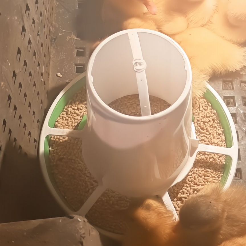 Утята Голубой Фаворит,Стар 53