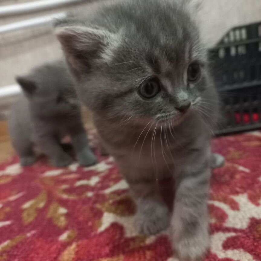 Шотландские котята