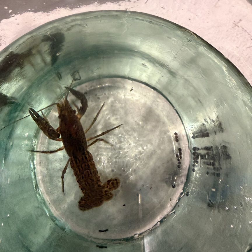 Аквариумные раки