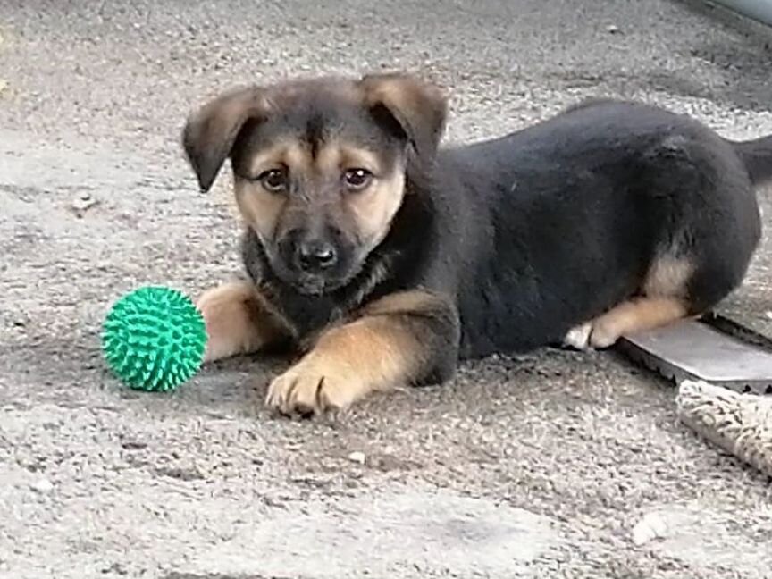 Коротколапая щенуля неизвестной породы