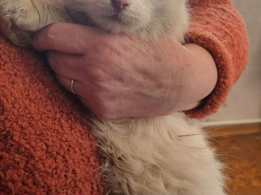 Кошечка ласковая