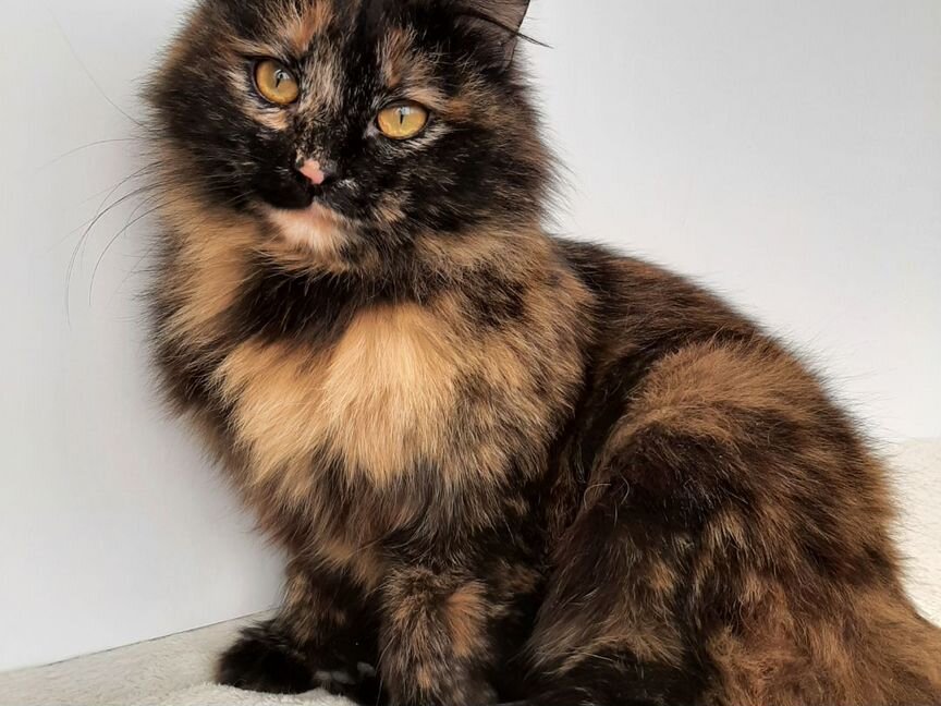 Диана молодая кошечка в добрые руки