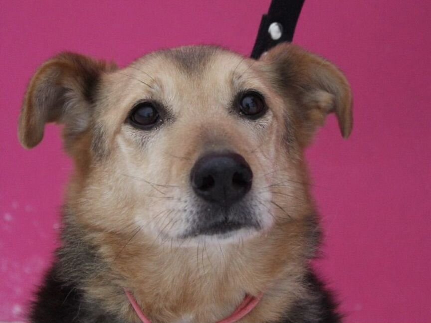 Собака в добрые руки Рокси