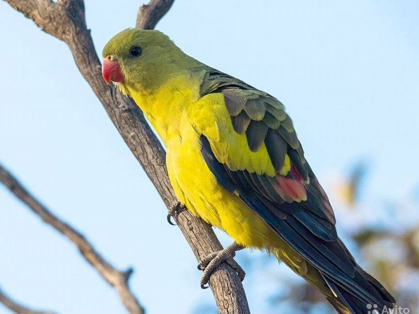 Горный попугай самец