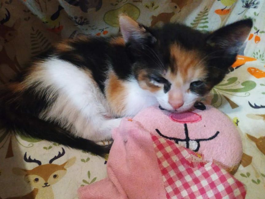 Котята девочки отдадим в заботливые руки