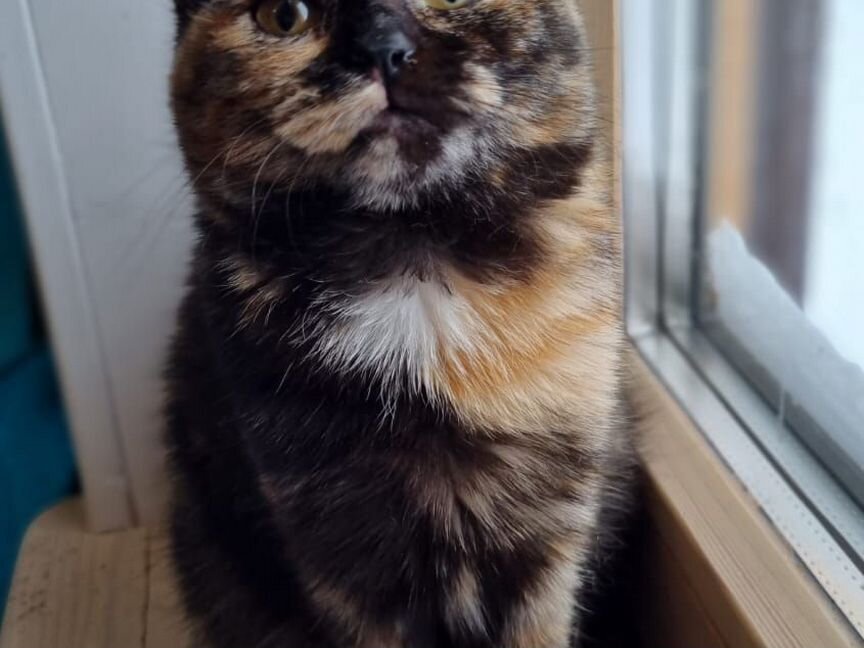 Котенок черепашка Наташка 6 мес