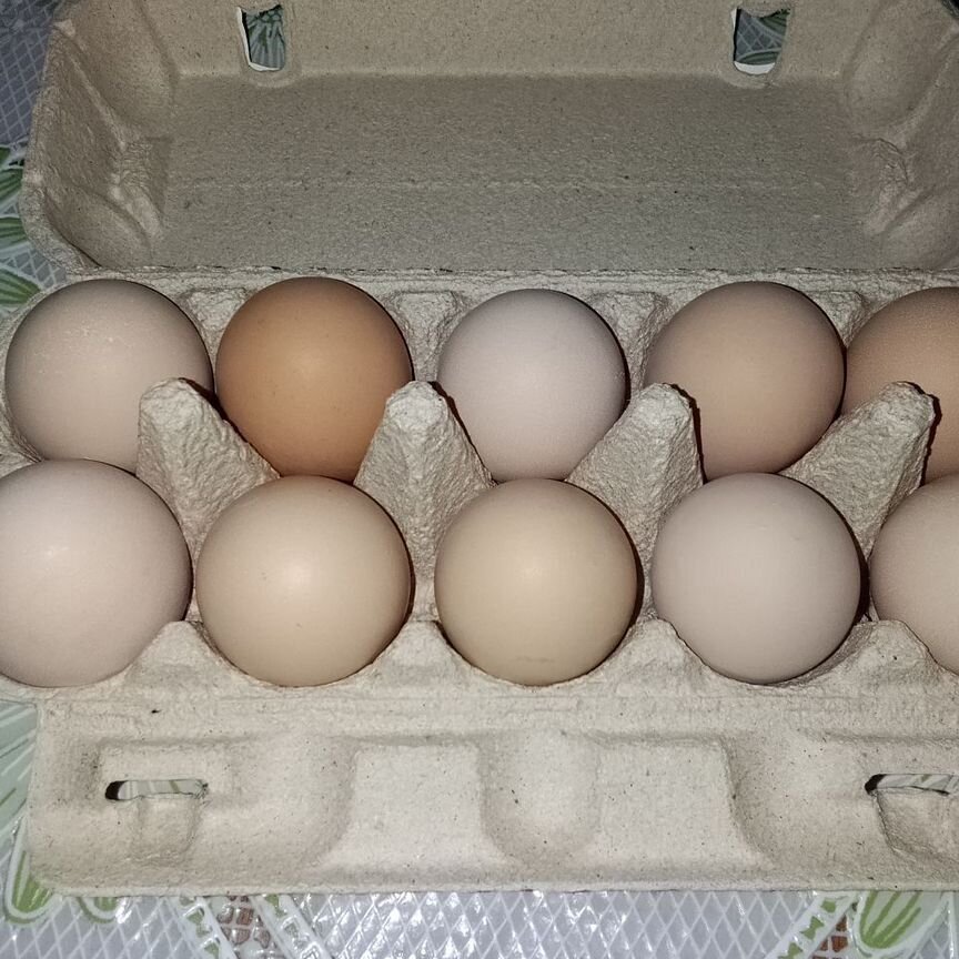 Инкубационное яйцо