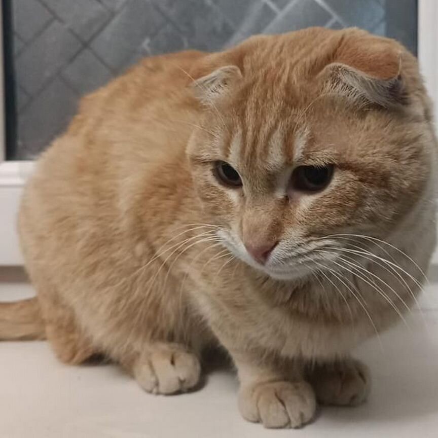 Рыжий вислоухий кот ласковый ручной Джэм