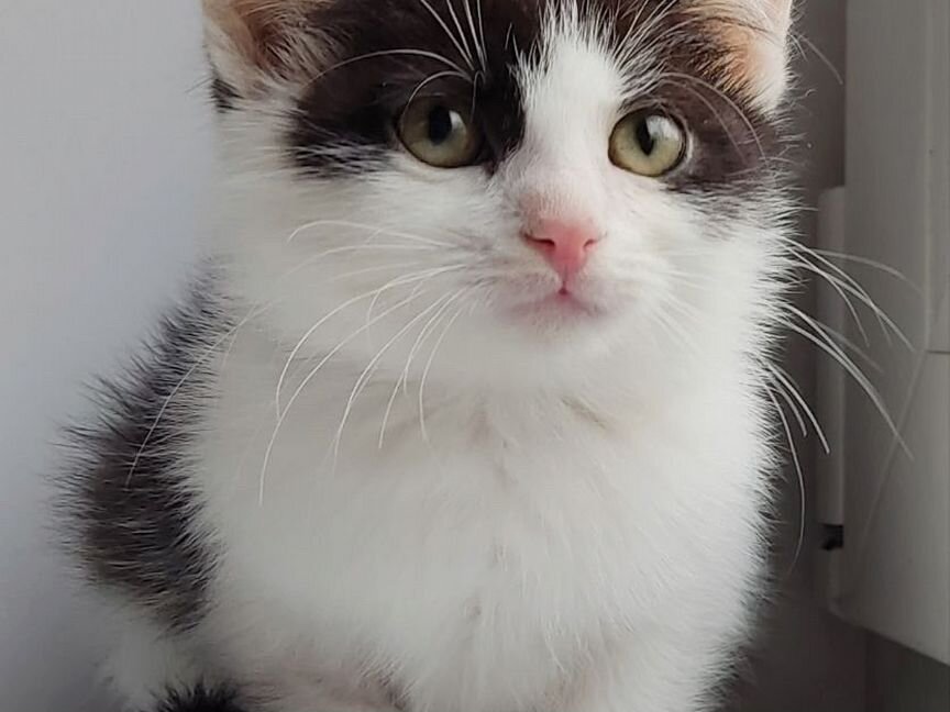 Котенок Маруся ищет хорошие руки
