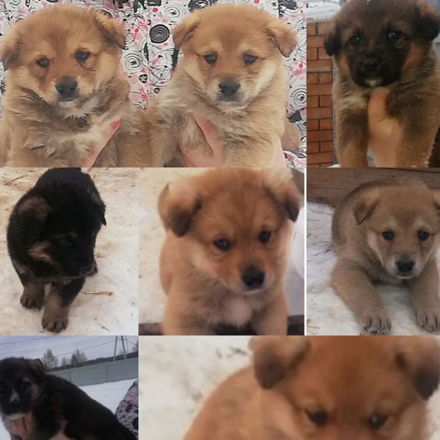 Щенки бесплатно