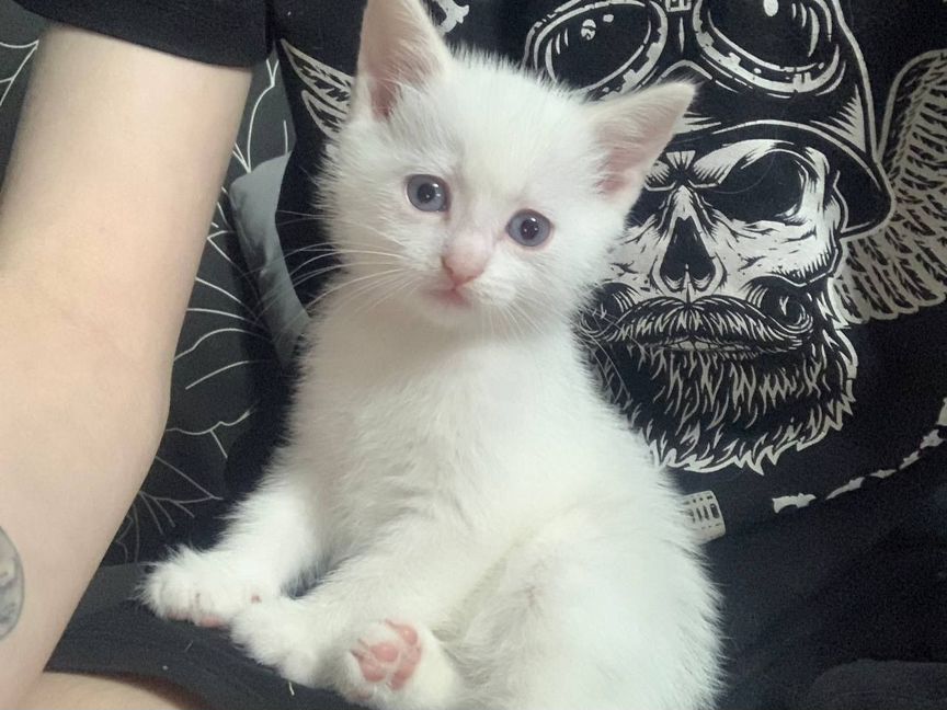 Беспородные котята