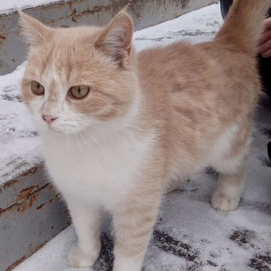 Милейший молодой котик