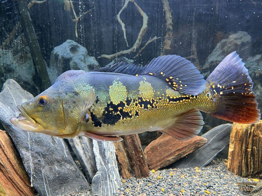 Цихла Монокулус