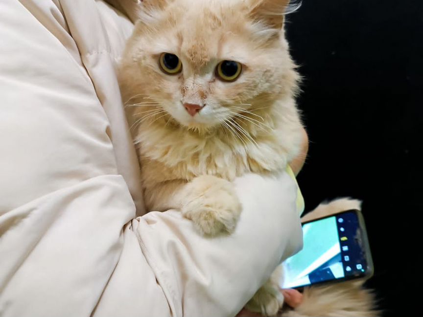 Котик Персик