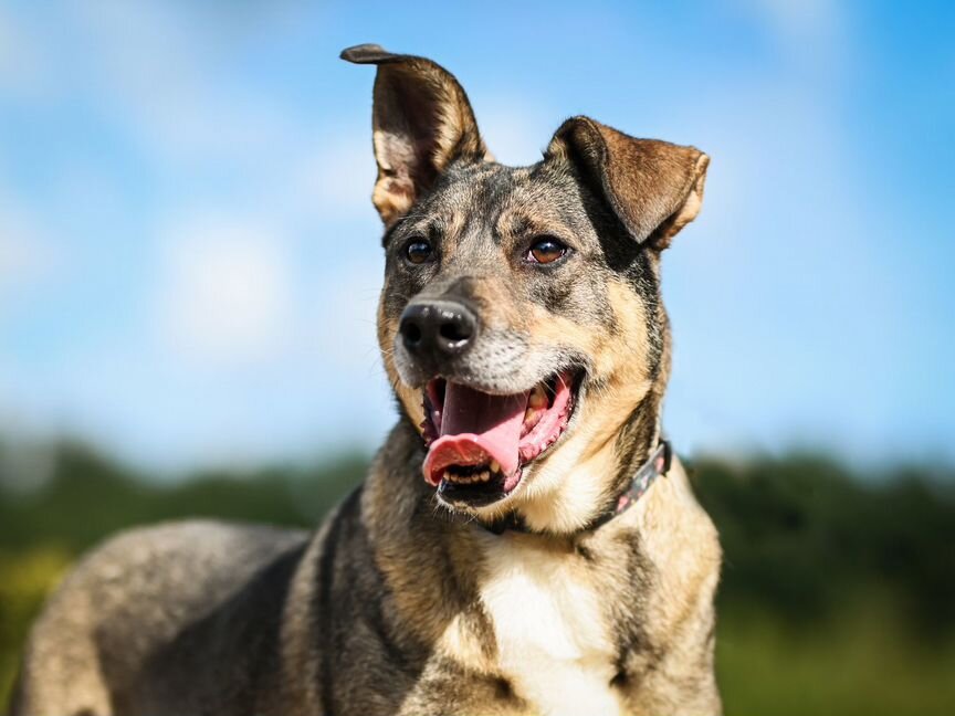 Приютский пес Тейлор в добрые руки