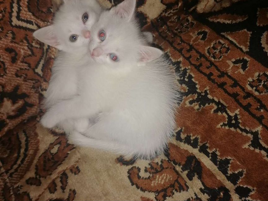 Кошка в дар