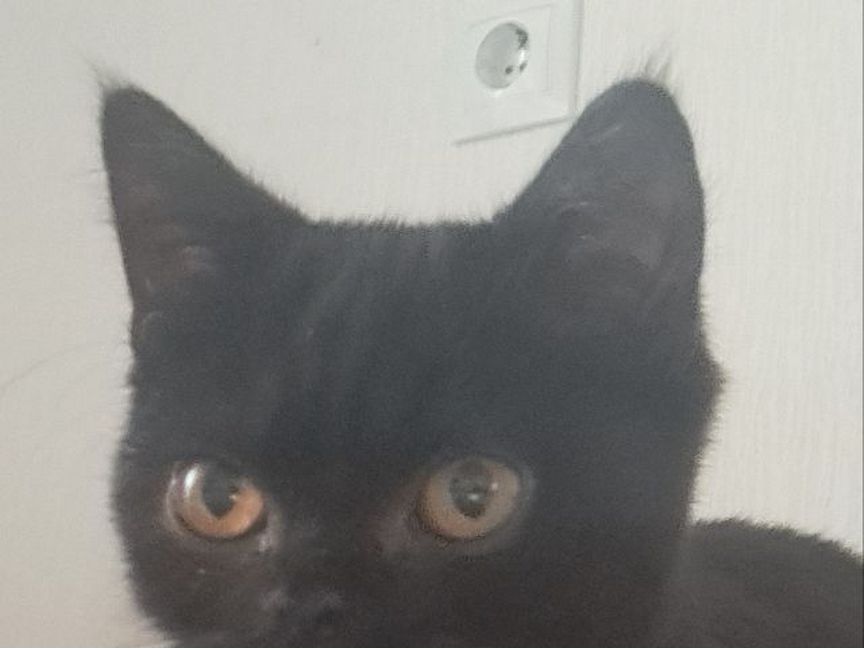 Котёнок перс