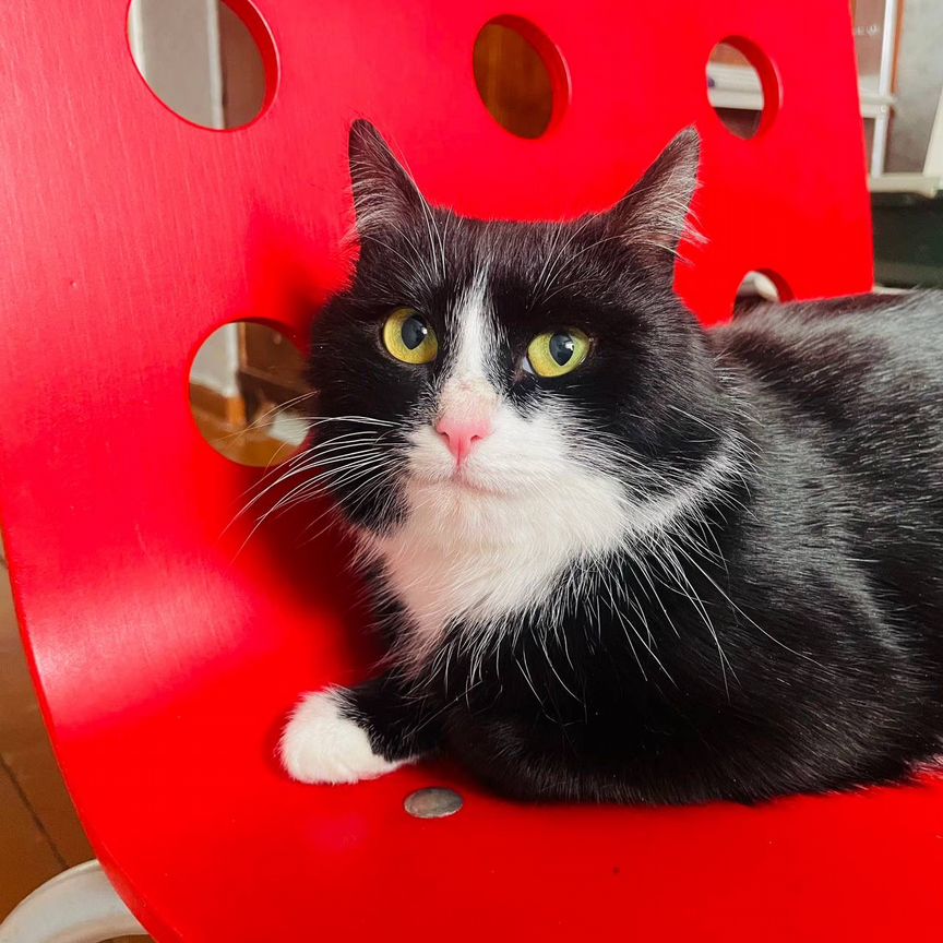 Взрослая кошка в добрые руки