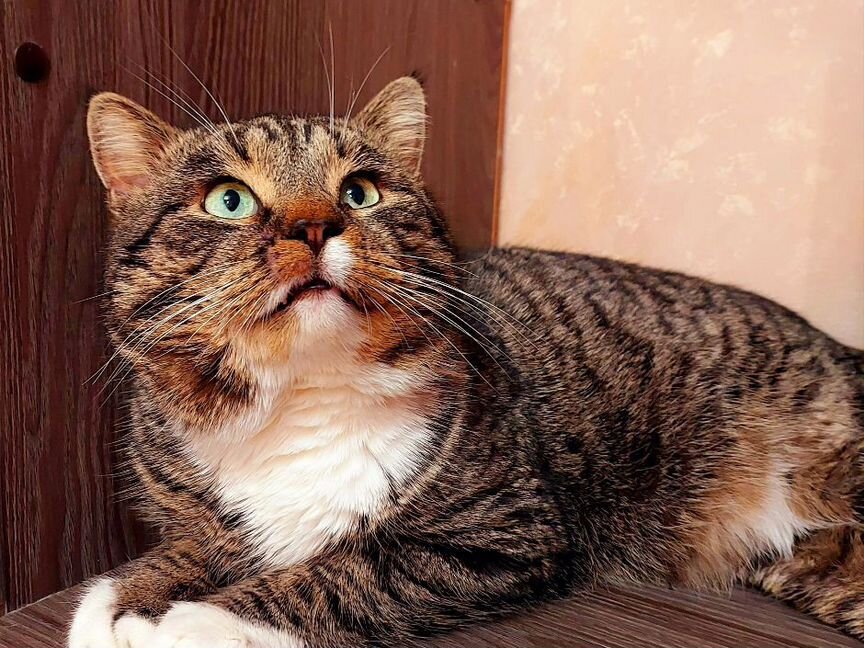 Зеленоглазый котяра