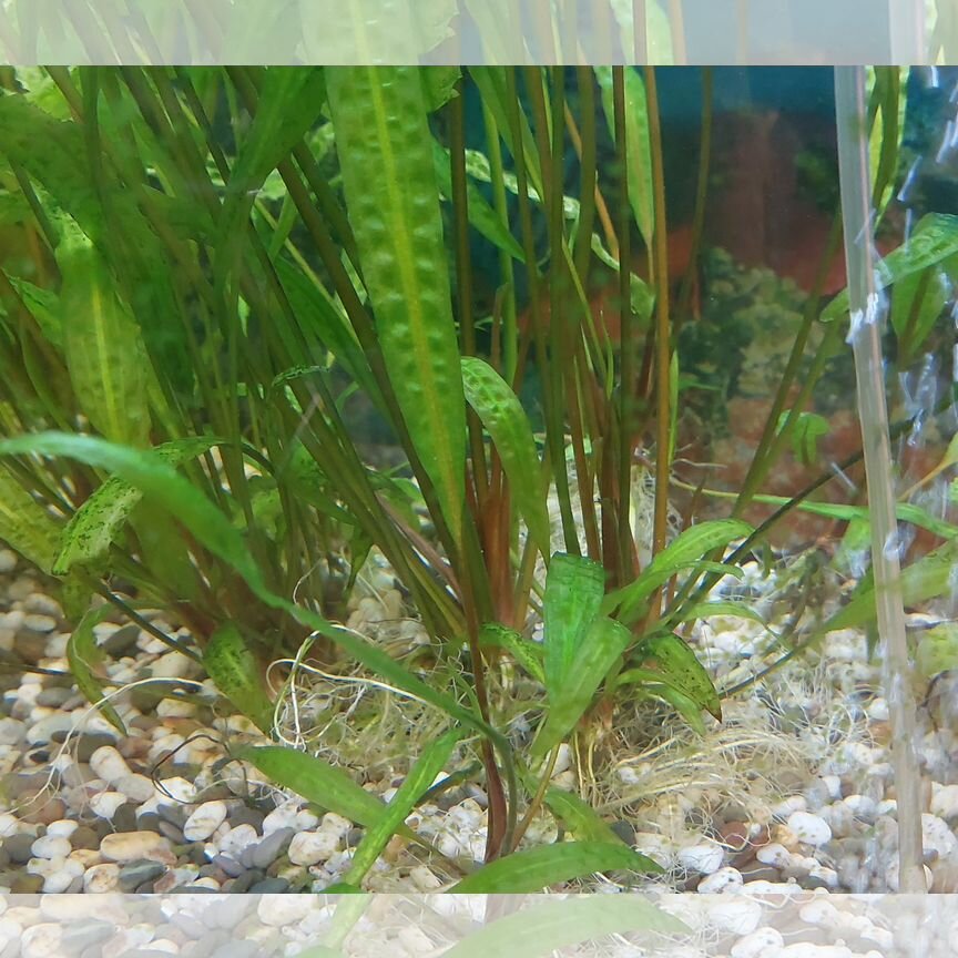 Аквариумное растение