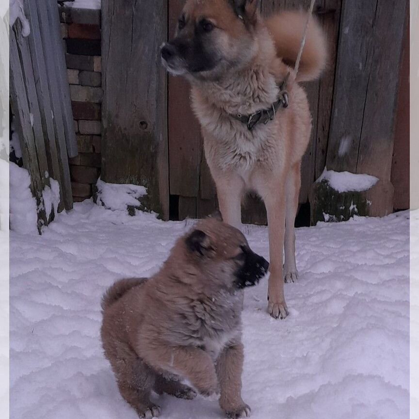 Восточносибирская лайка, щенок