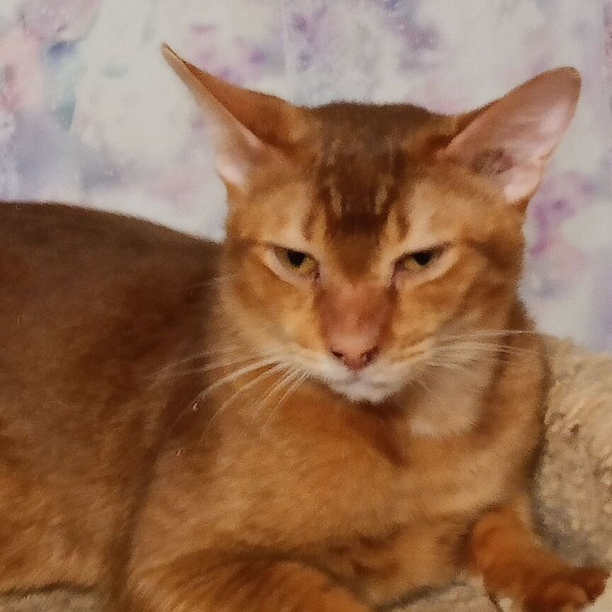 Чаузи котёнок