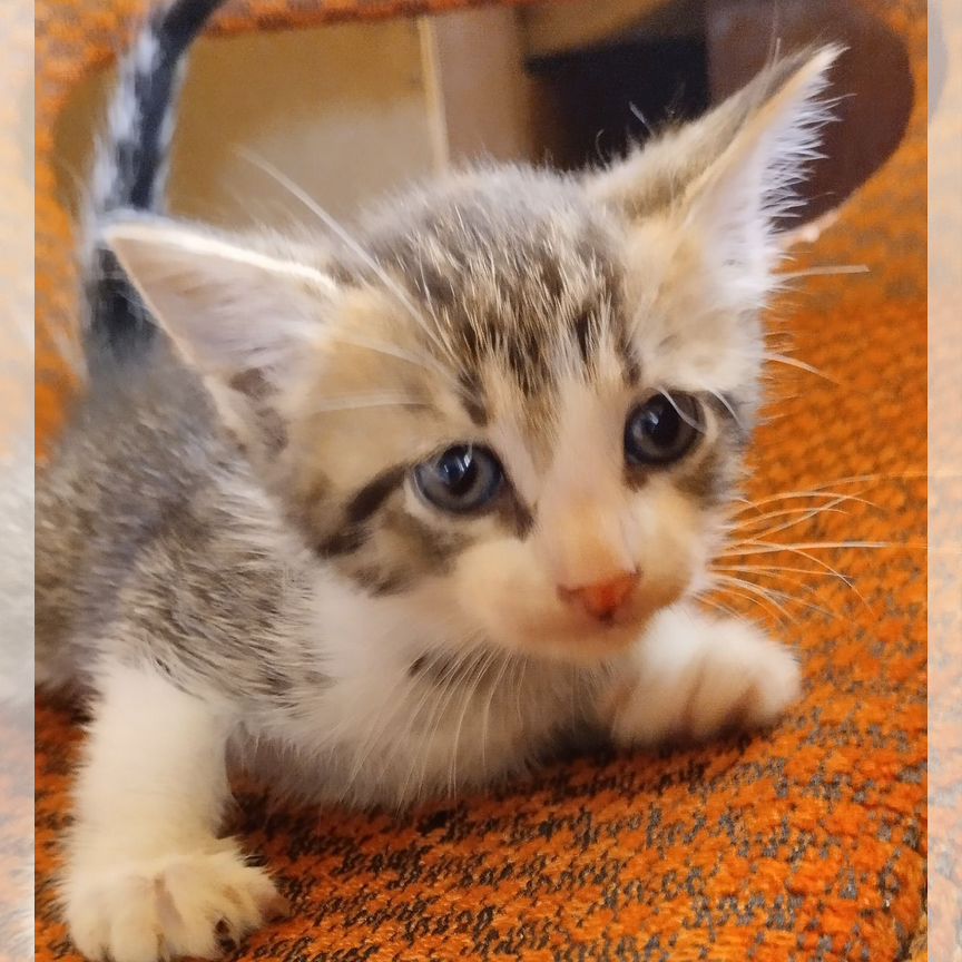 Котята в добрые руки. Подарите себе счастье